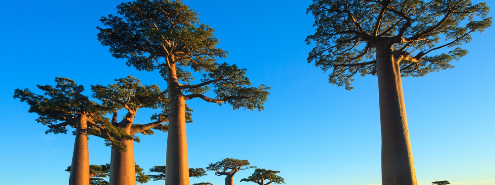 Ecole Internationale d’hôtellerie et de management Vatel - Vatel Madagascar